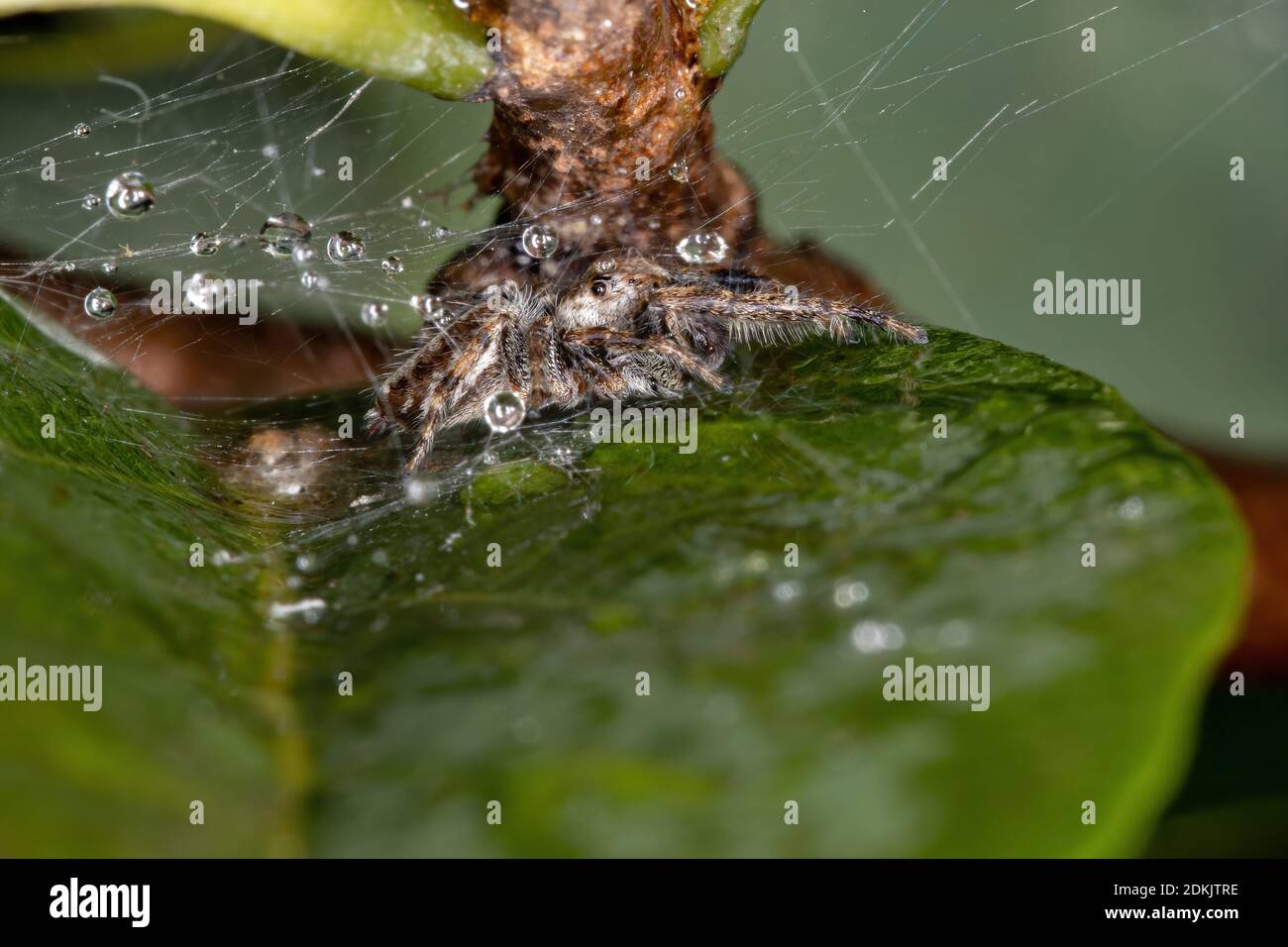 Jumping spider of the Genus Metaphidippus Stock Photo - Alamy