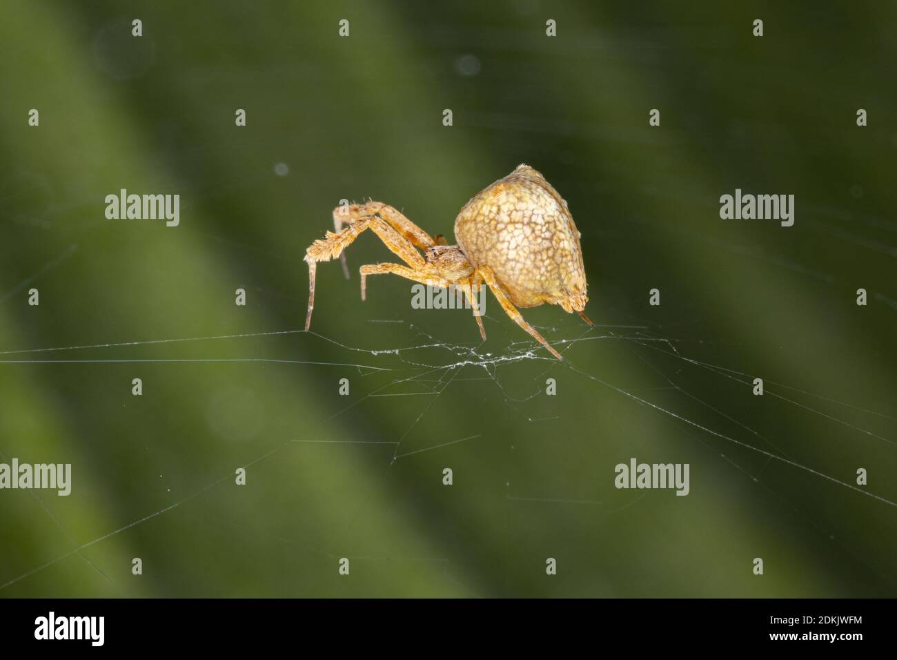 Hackled Orbweaver of the family Uloboridae Stock Photo - Alamy