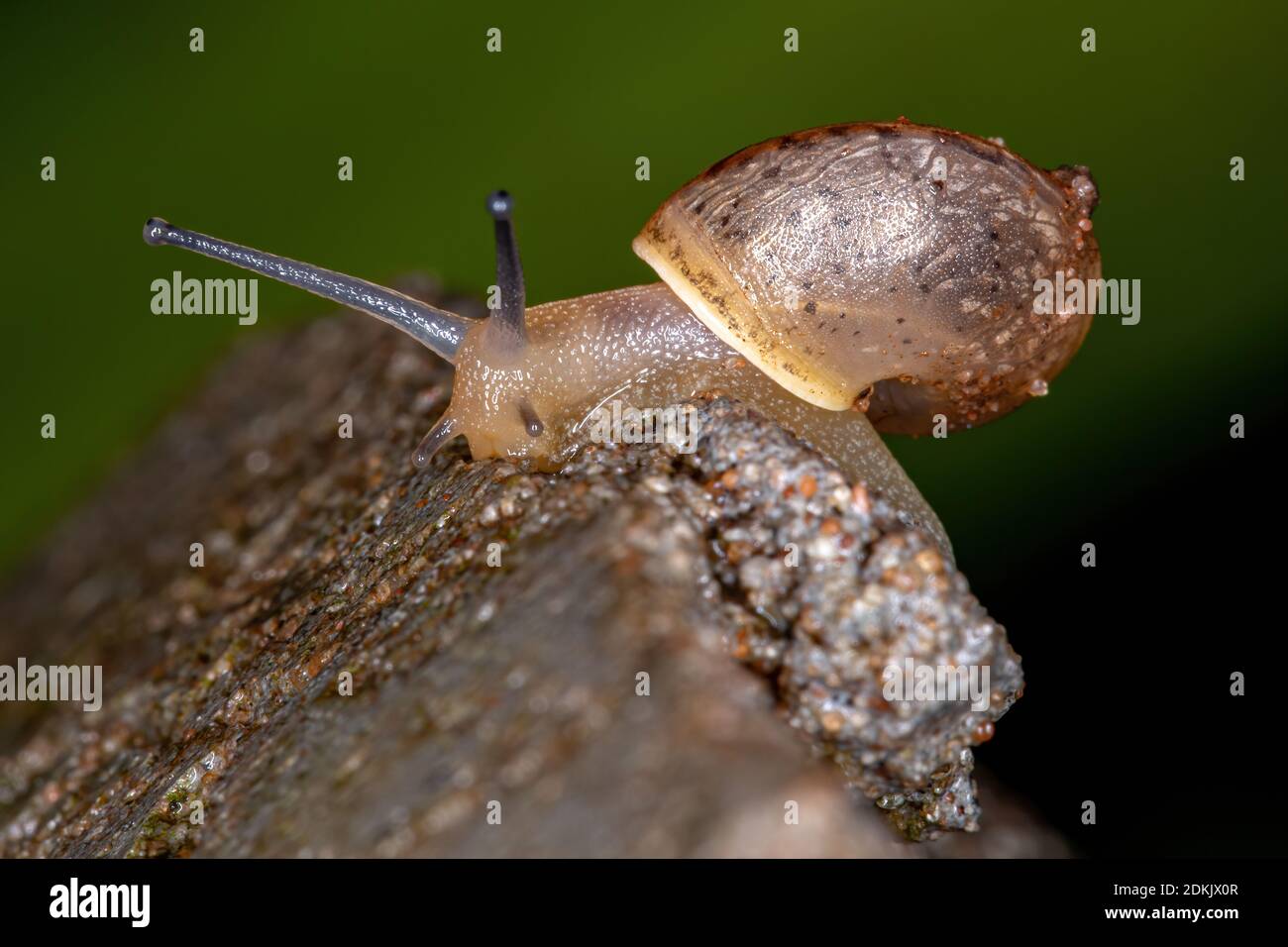 Asian tramp snail hi-res stock photography and images - Alamy