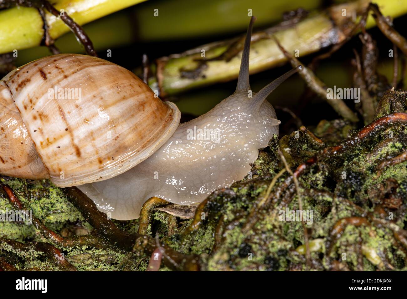 Drymaeus High Resolution Stock Photography and Images - Alamy