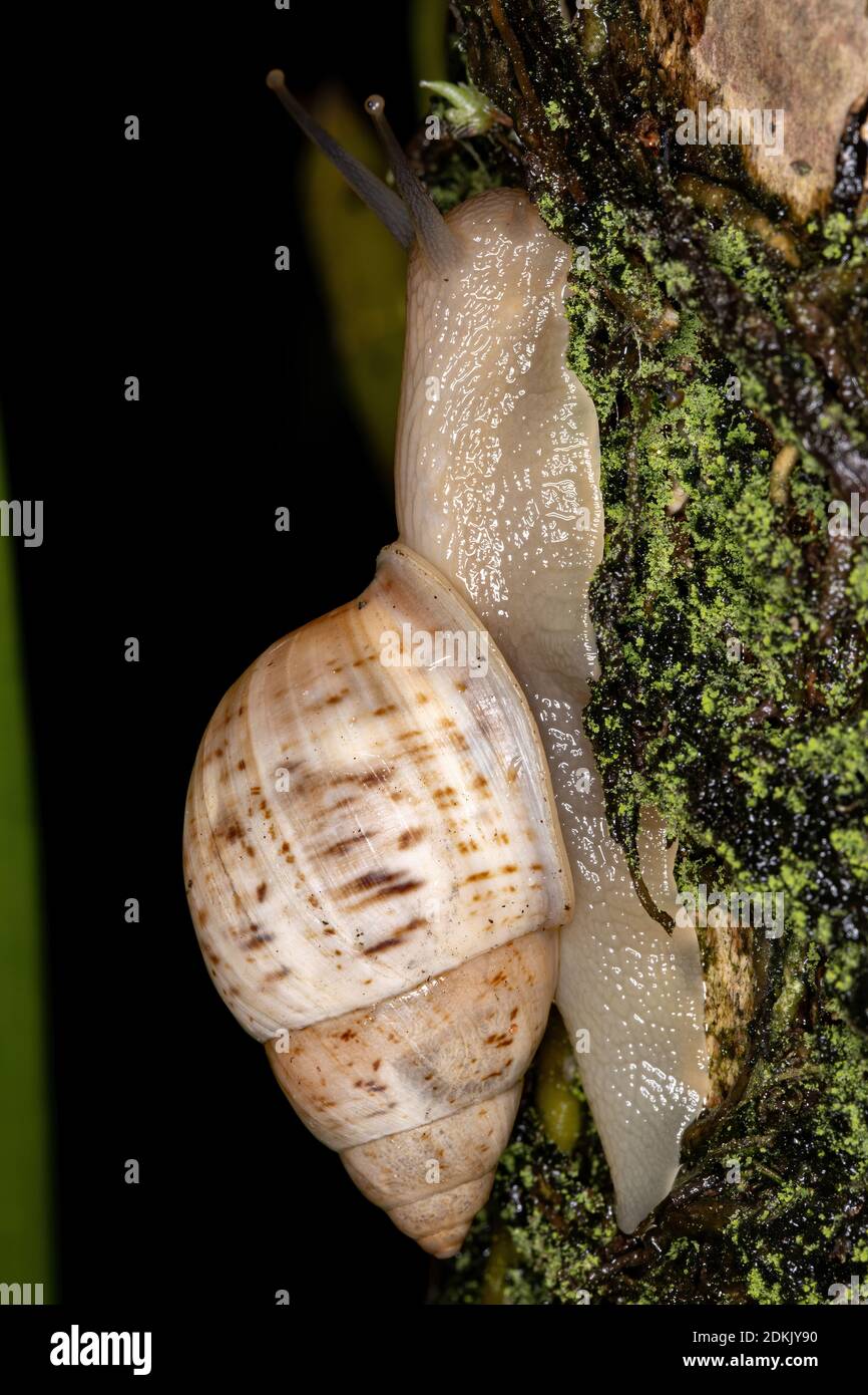 Drymaeus hi-res stock photography and images - Alamy