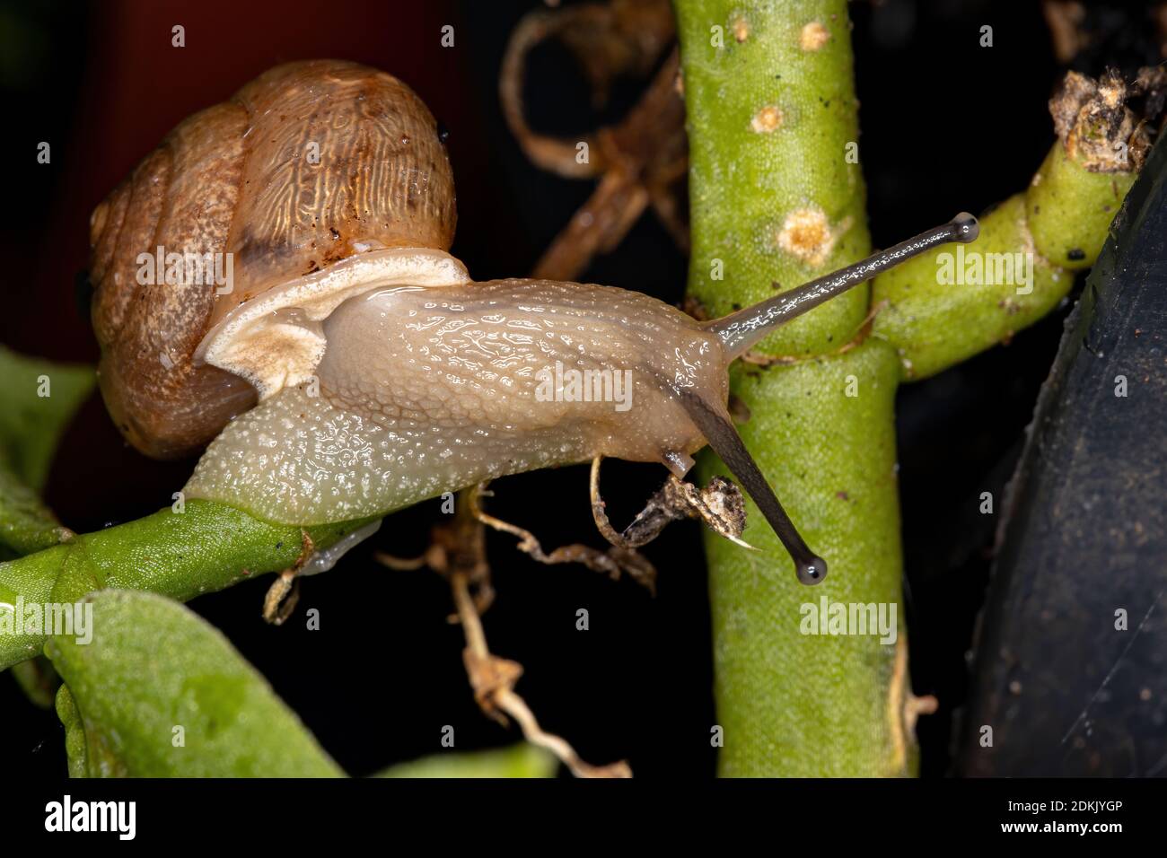 Camaenidae hi-res stock photography and images - Alamy