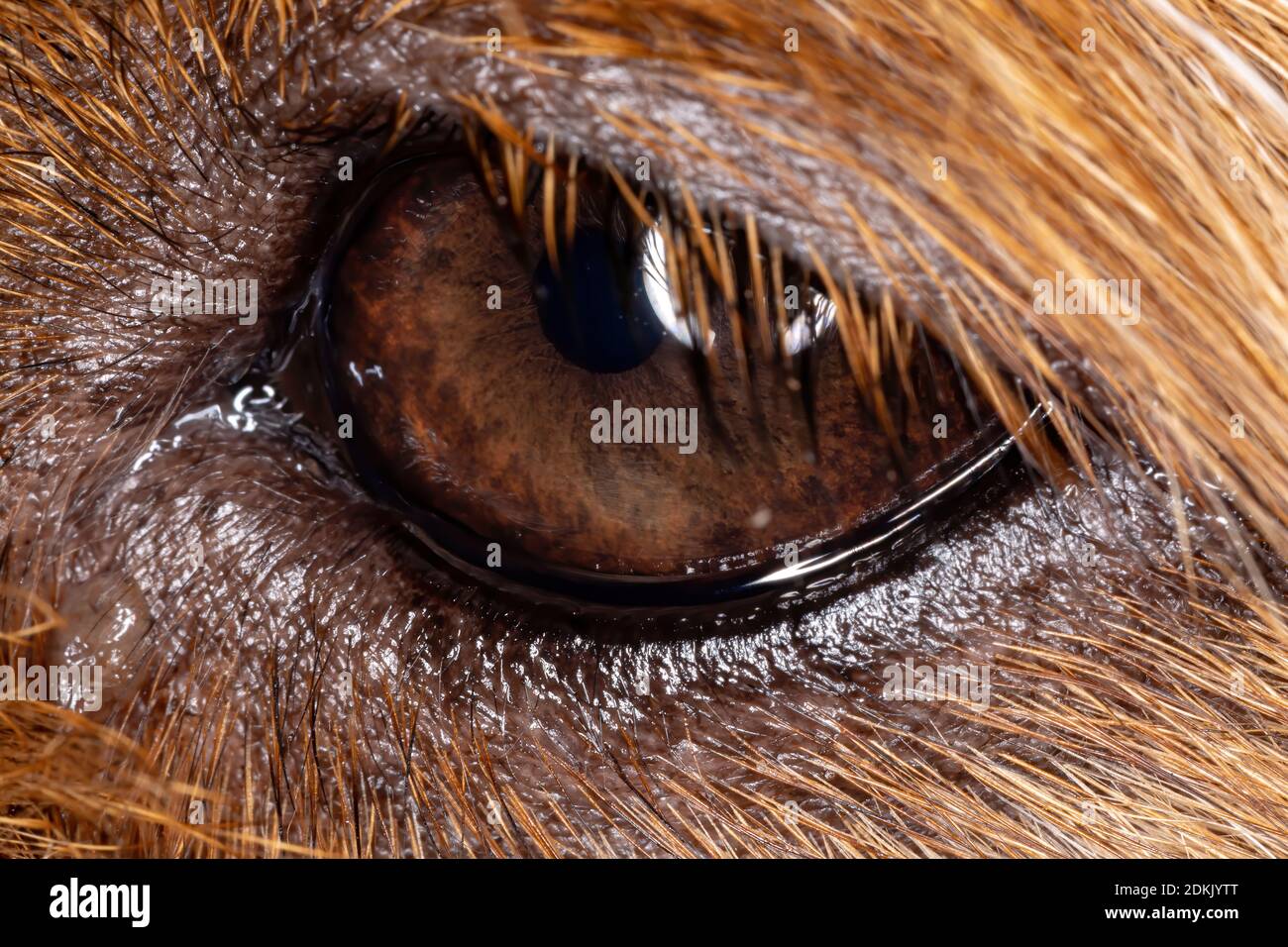 Magnification nose hi-res stock photography and images - Alamy