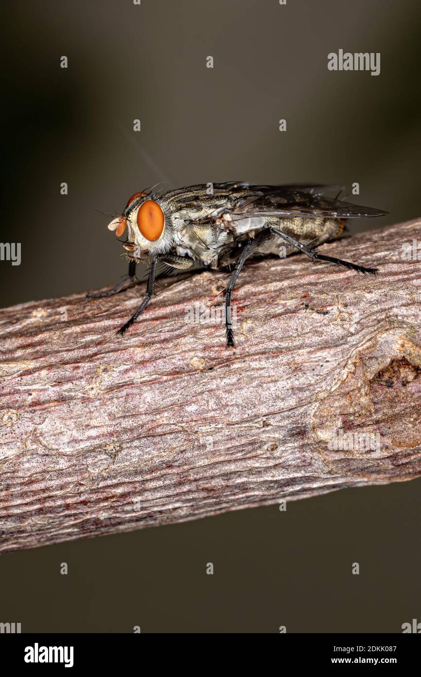 Flesh Fly of the Family Sarcophagidae Stock Photo - Alamy
