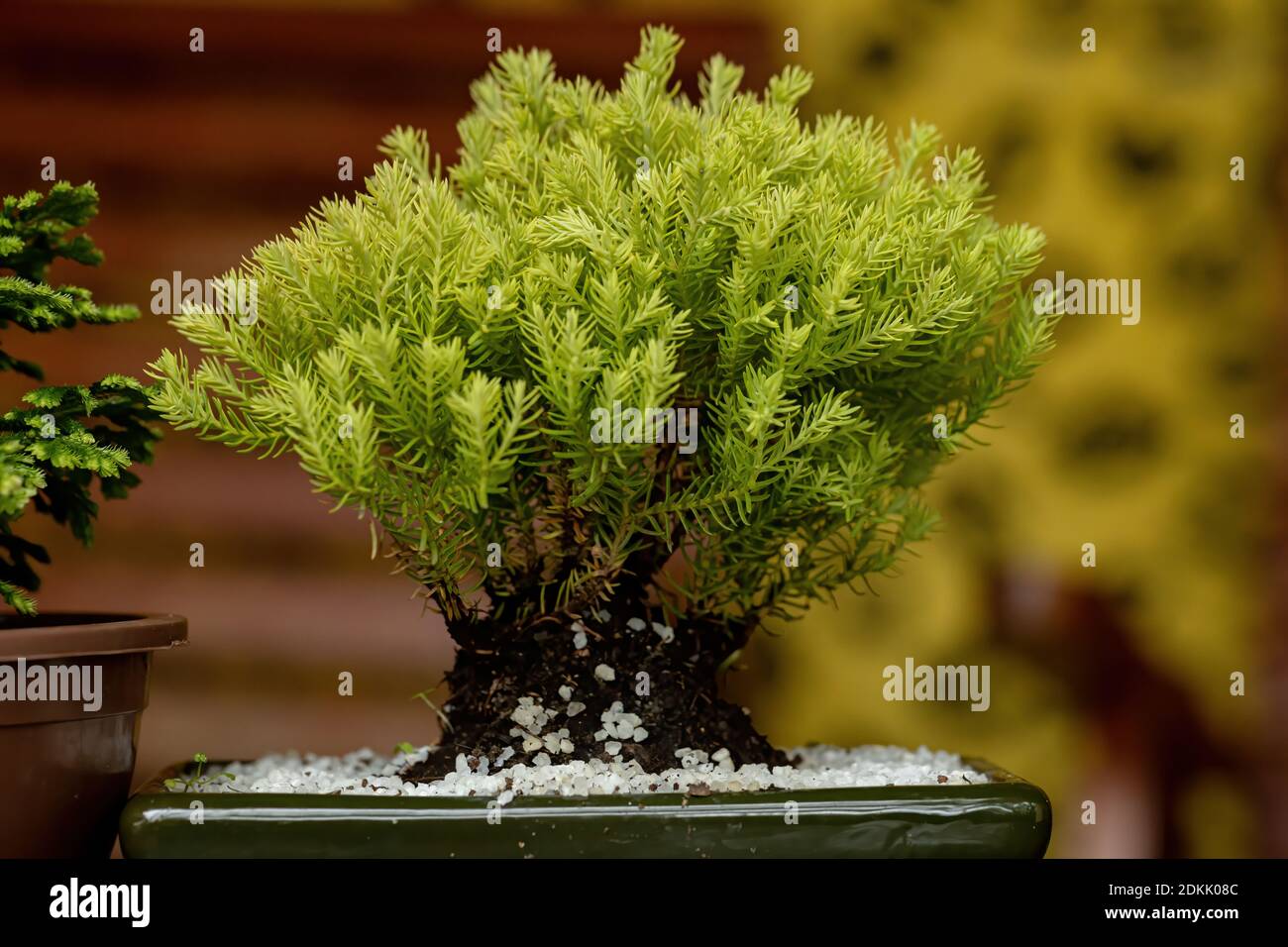 bonsai with creative light and yellow background Stock Photo - Alamy