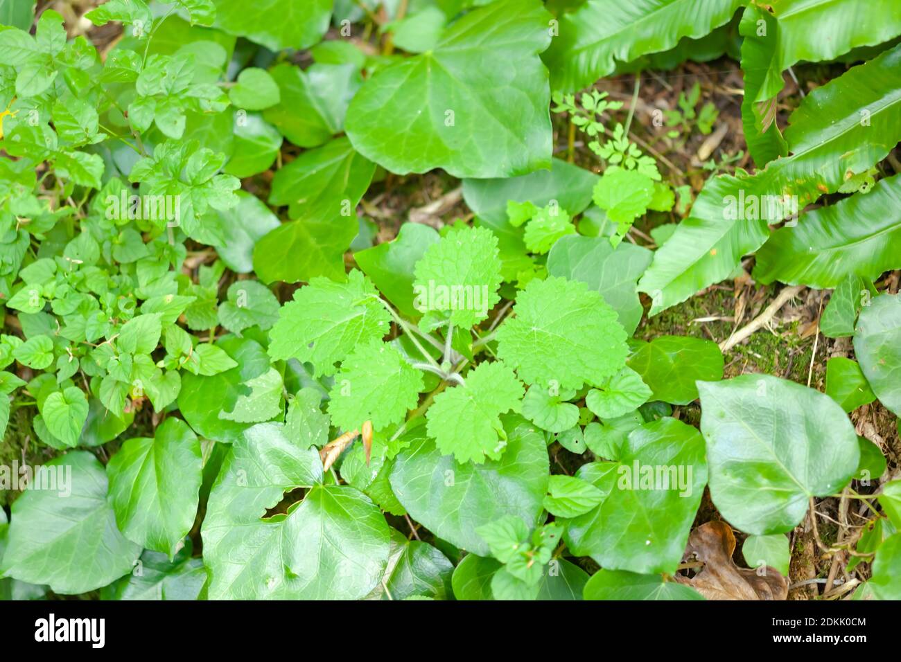 Top view flower pot hi-res stock photography and images - Alamy