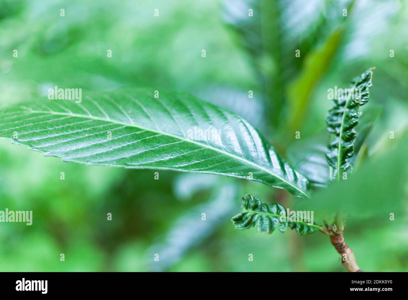 Green sheet close-up Stock Photo - Alamy