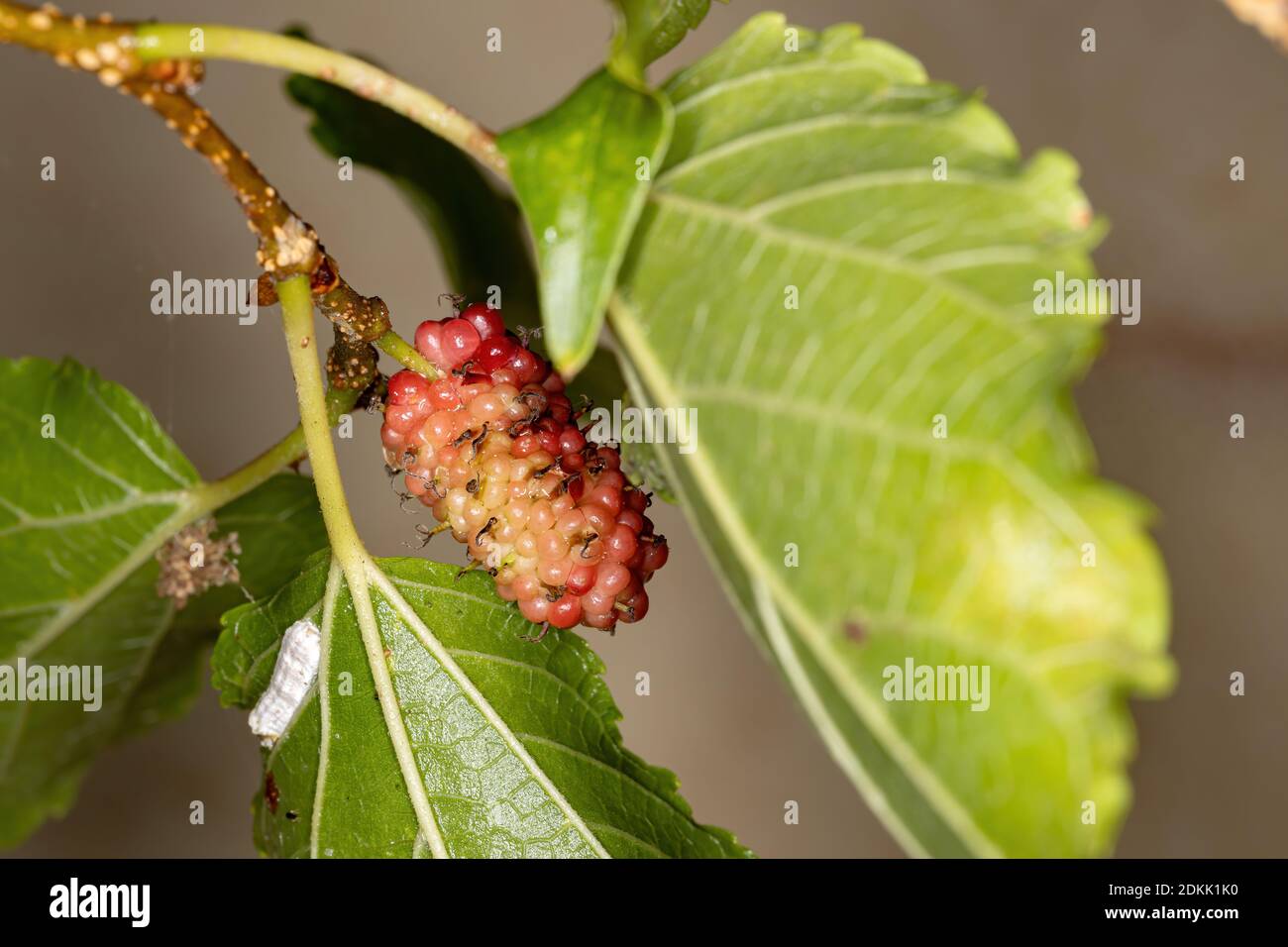 Mulberries of the Genus Morus Stock Photo - Alamy