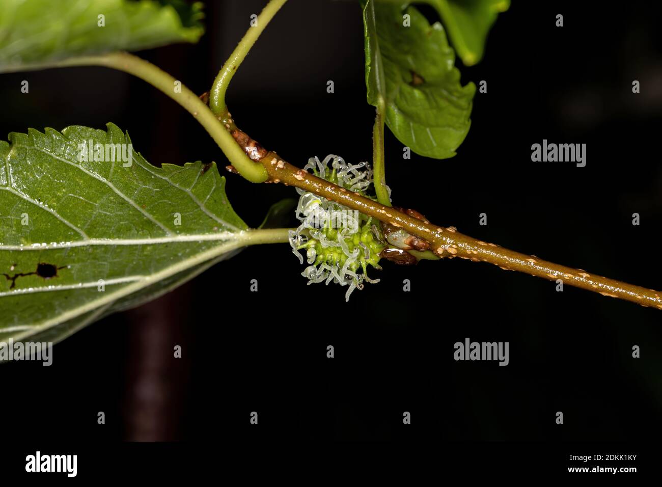 Mulberries of the Genus Morus Stock Photo - Alamy