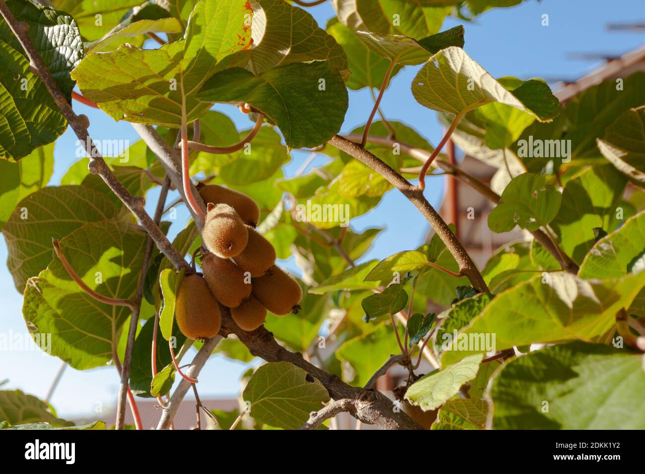 A few fruits on a branch Stock Photo - Alamy