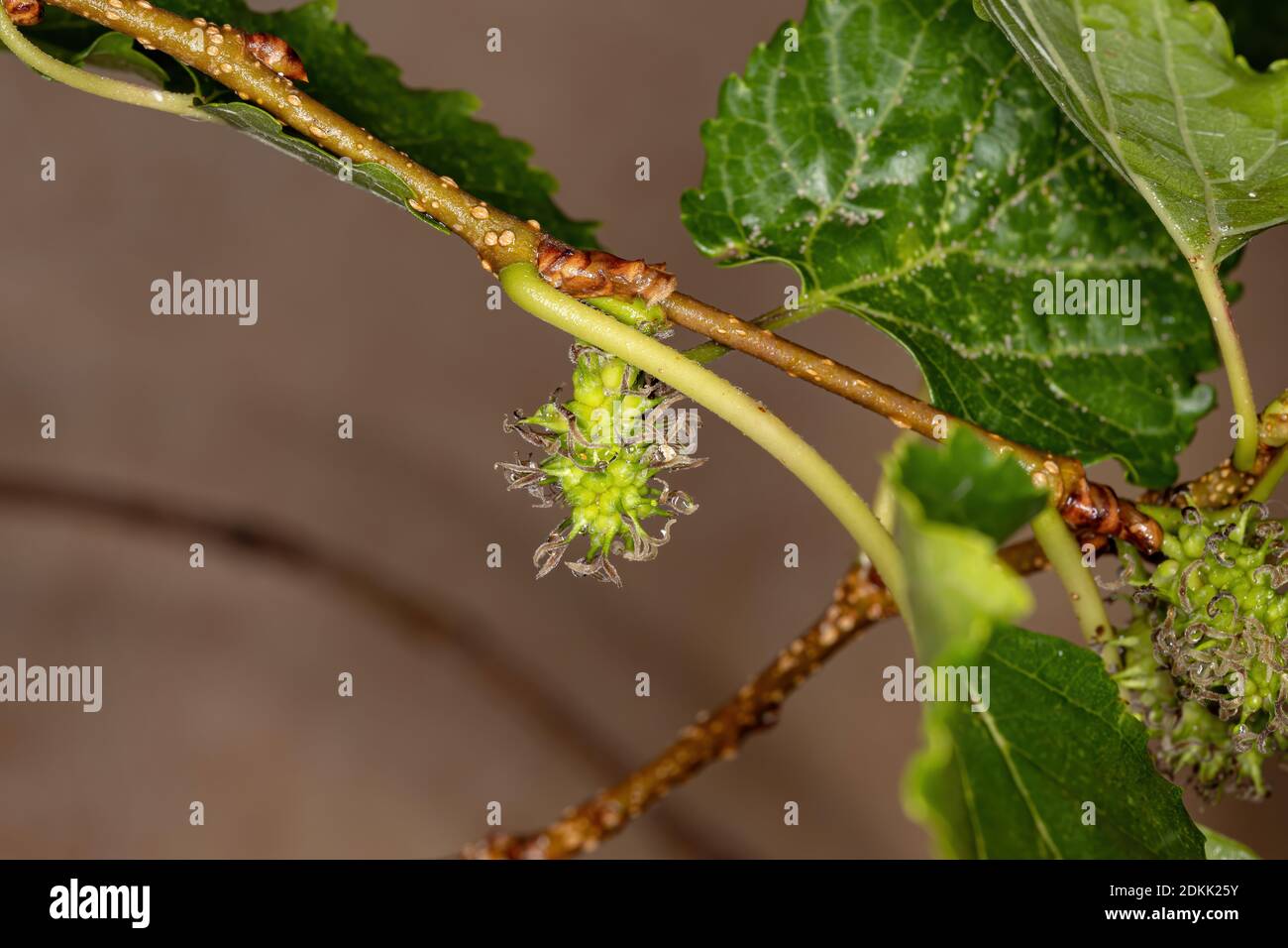 Mulberries of the Genus Morus Stock Photo - Alamy