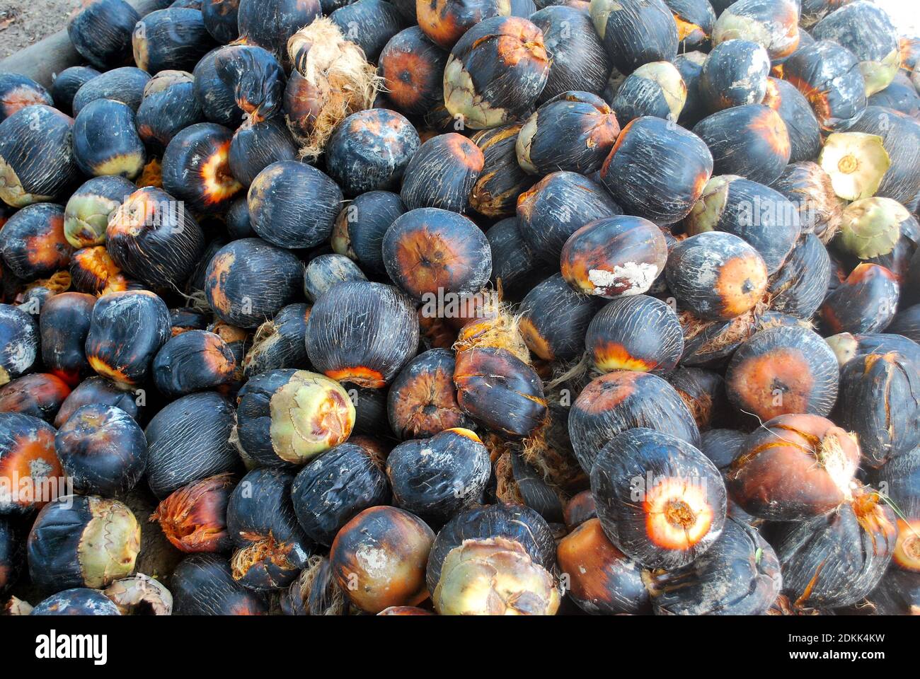Palmyra fruit hi-res stock photography and images - Alamy