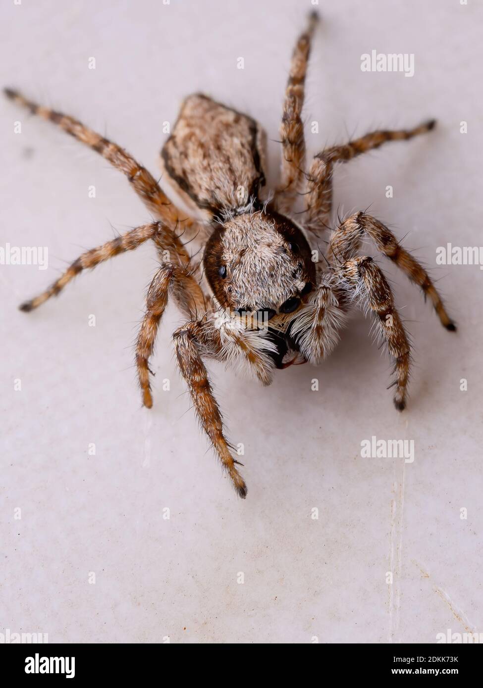 Gray Wall Jumping Spider of the species Menemerus bivittatus Stock ...