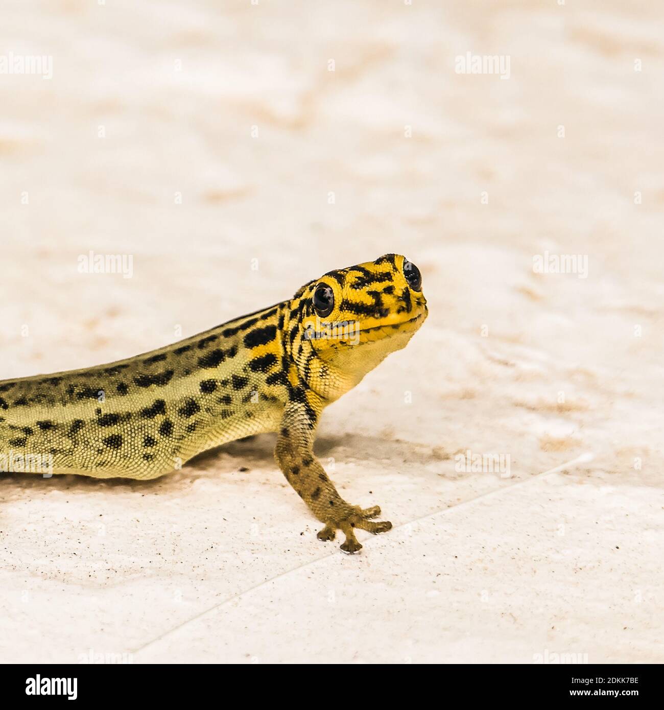 Yellow headed day gecko hi-res stock photography and images - Alamy