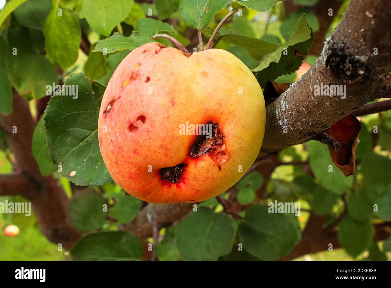The side view of an apple ruined by codling moths Stock Photo - Alamy