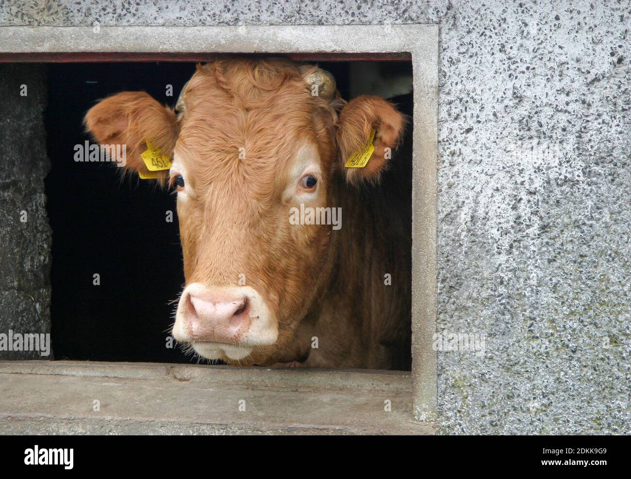 Brown cow looking through window hi-res stock photography and images ...