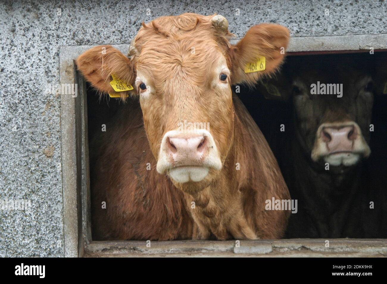 Two brown cows looking out through farm outbuilding window. Brown cows ...