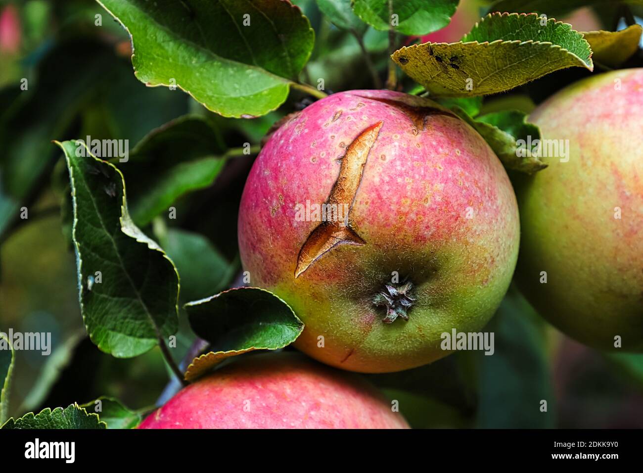 Closeup of an apple on a tree with the skin cracked and split Stock ...