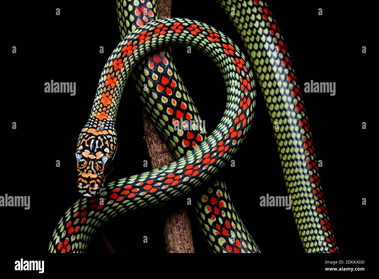 Colored snake hi-res stock photography and images - Alamy