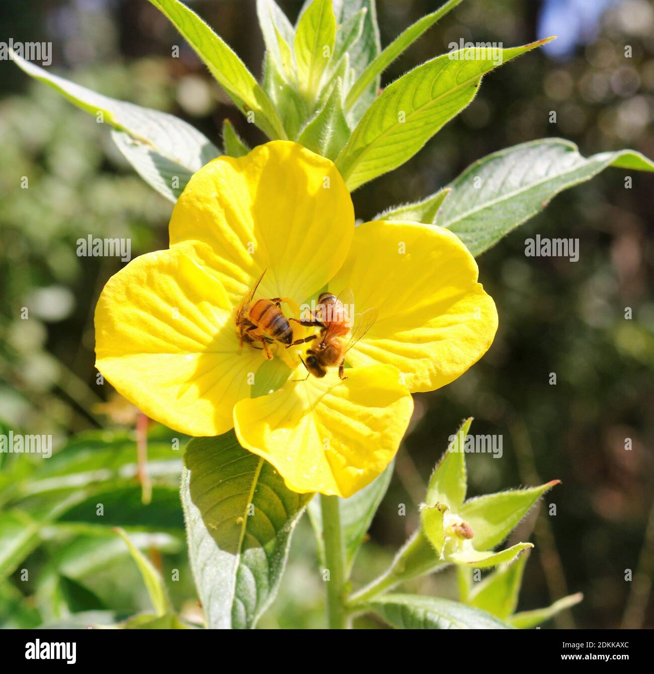 Mexican Primrose willow plant yellow flower with bees in Florida Stock ...