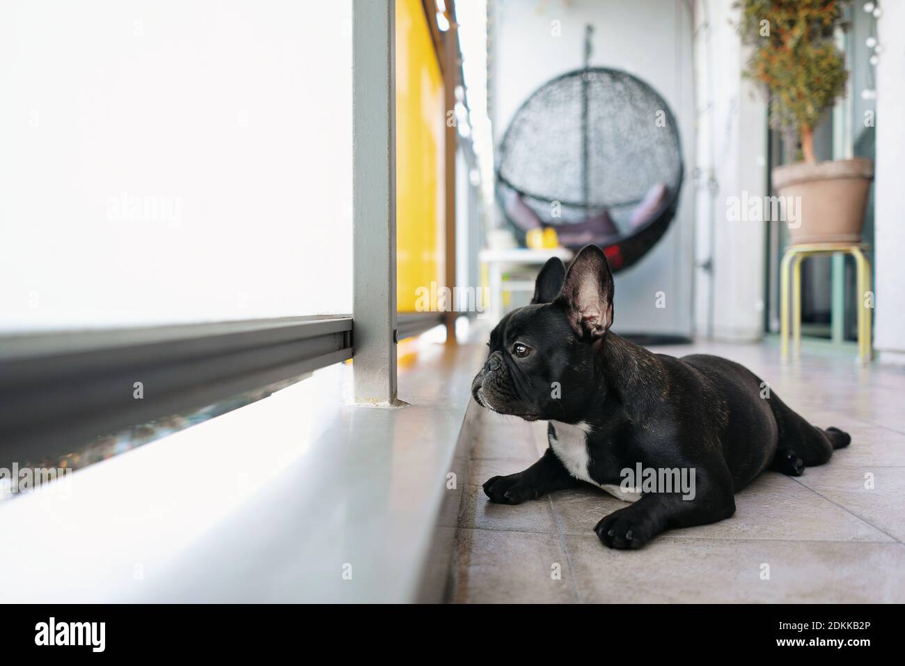 Dog balcony glass hi-res stock photography and images - Alamy