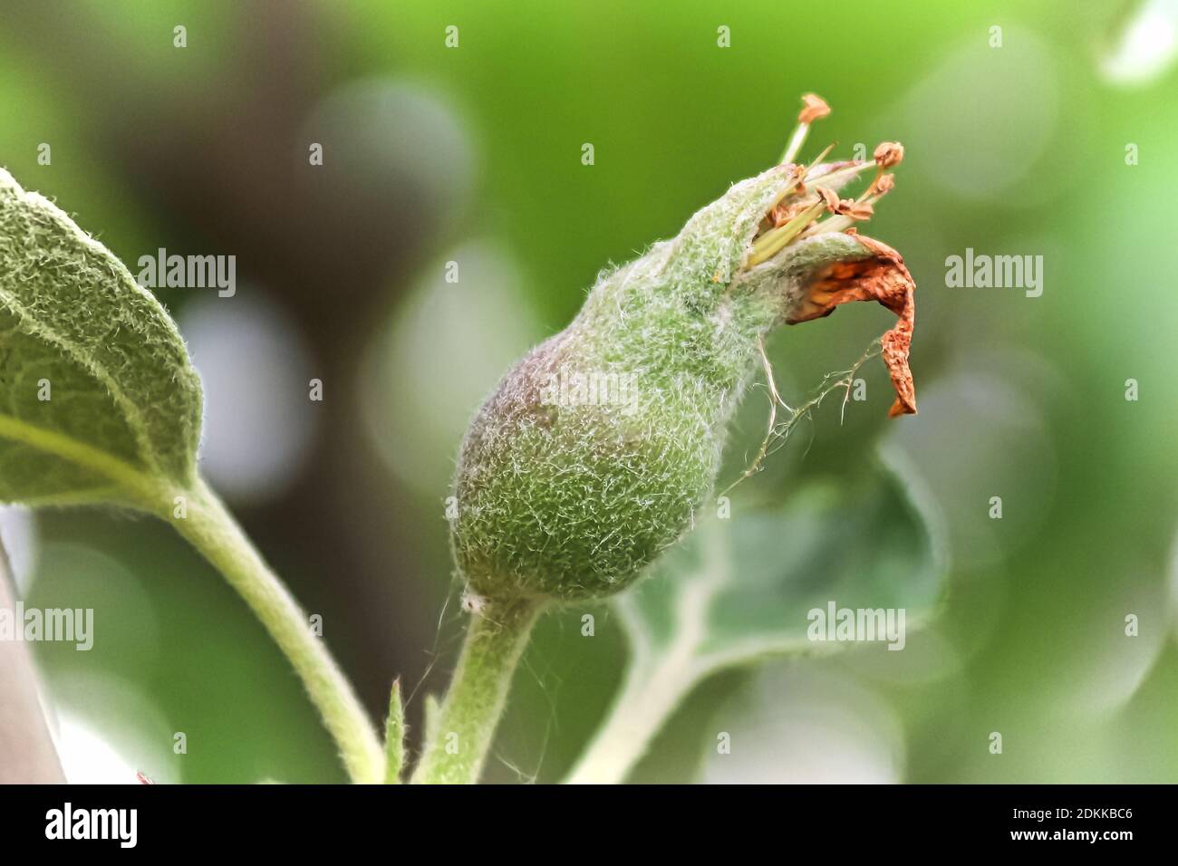 Small apples buds at the fruit set stage Stock Photo - Alamy