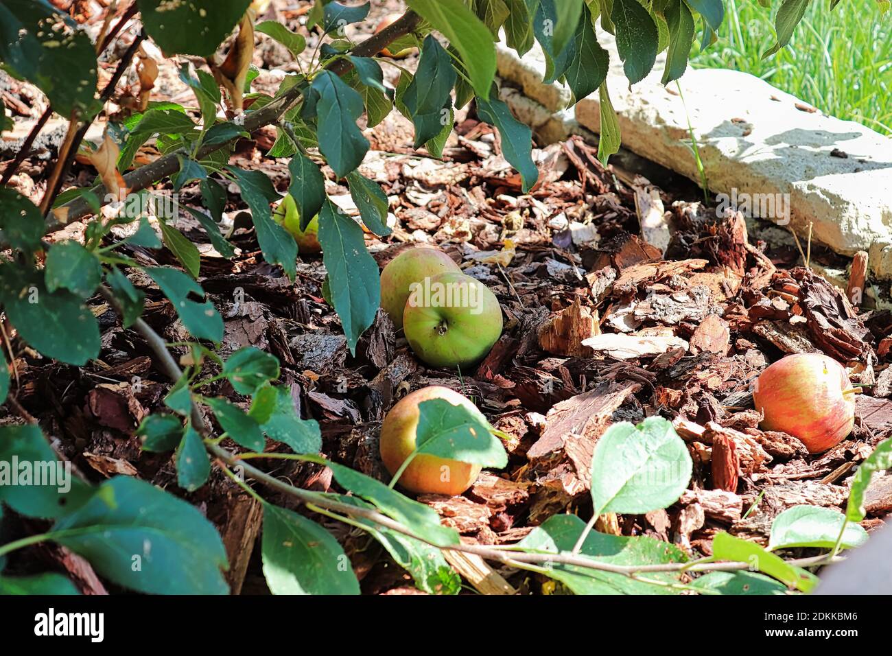 Ripe apples dropped from the tree on the ground Stock Photo - Alamy