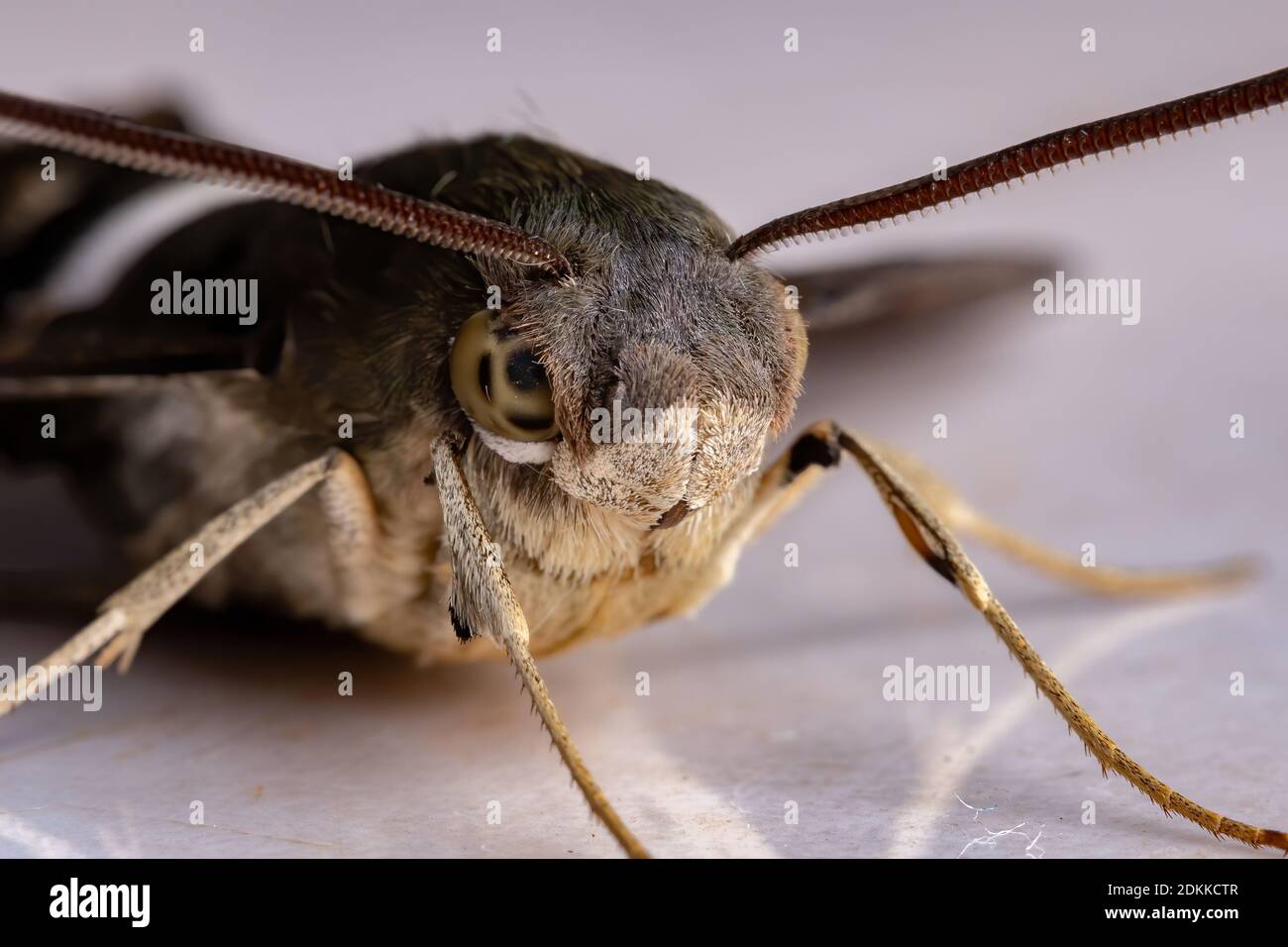 Titan sphinx hi-res stock photography and images - Alamy