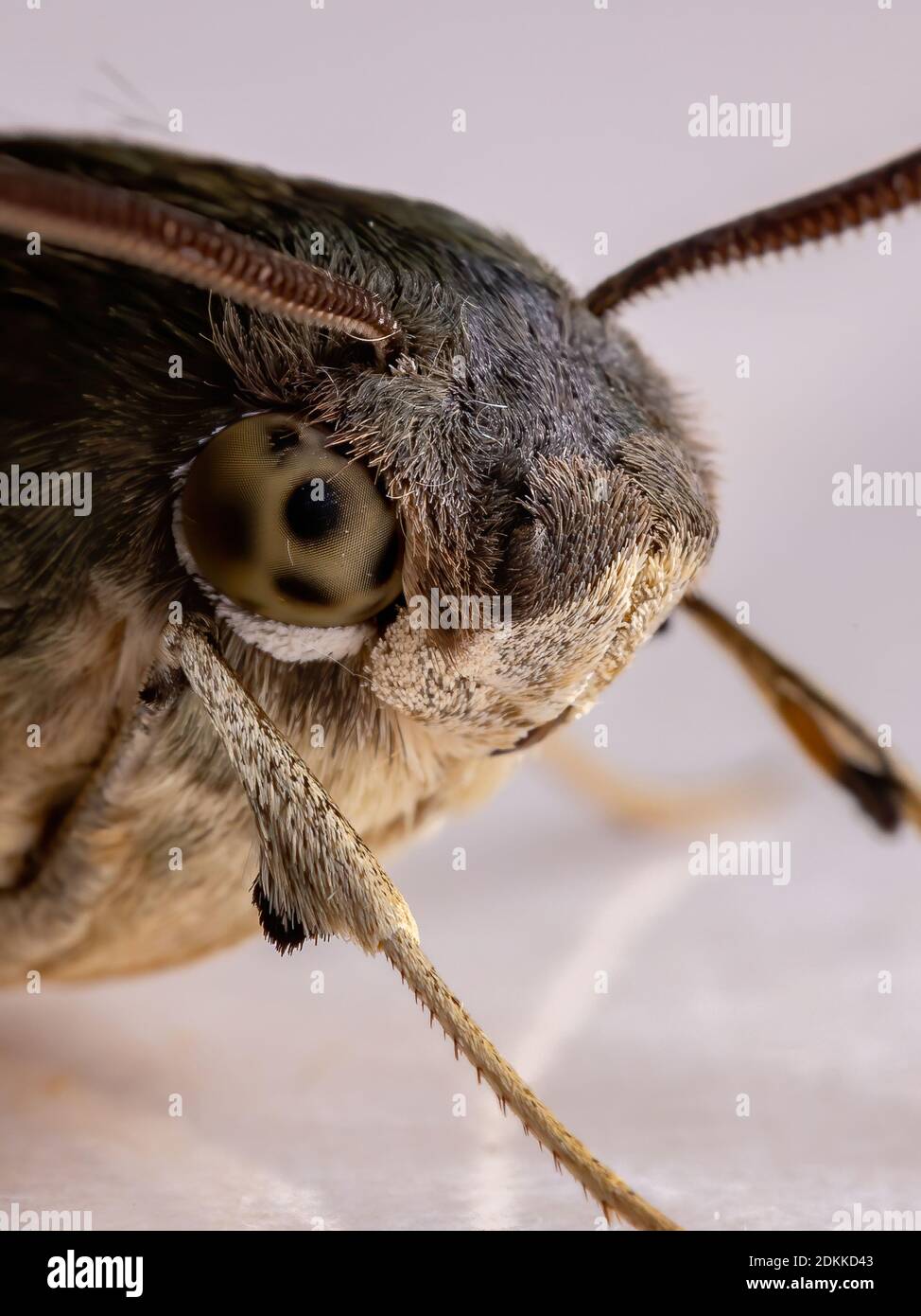 Titan sphinx hi-res stock photography and images - Alamy