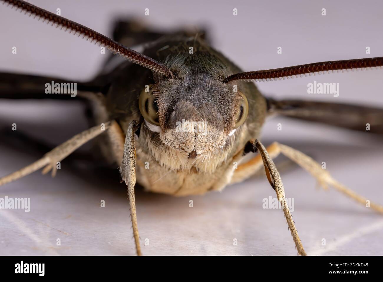 Titan sphinx moth hi-res stock photography and images - Alamy
