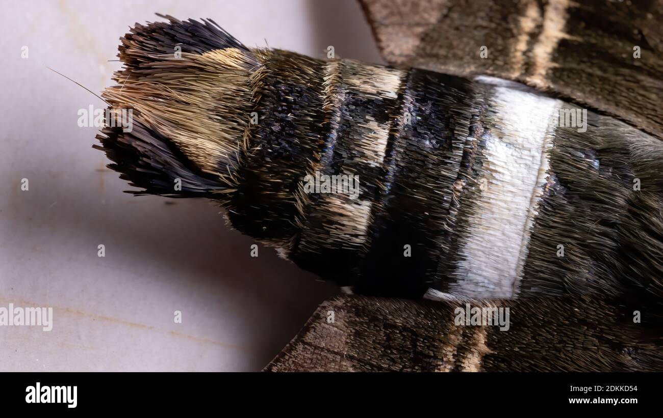 Titan sphinx moth hi-res stock photography and images - Alamy