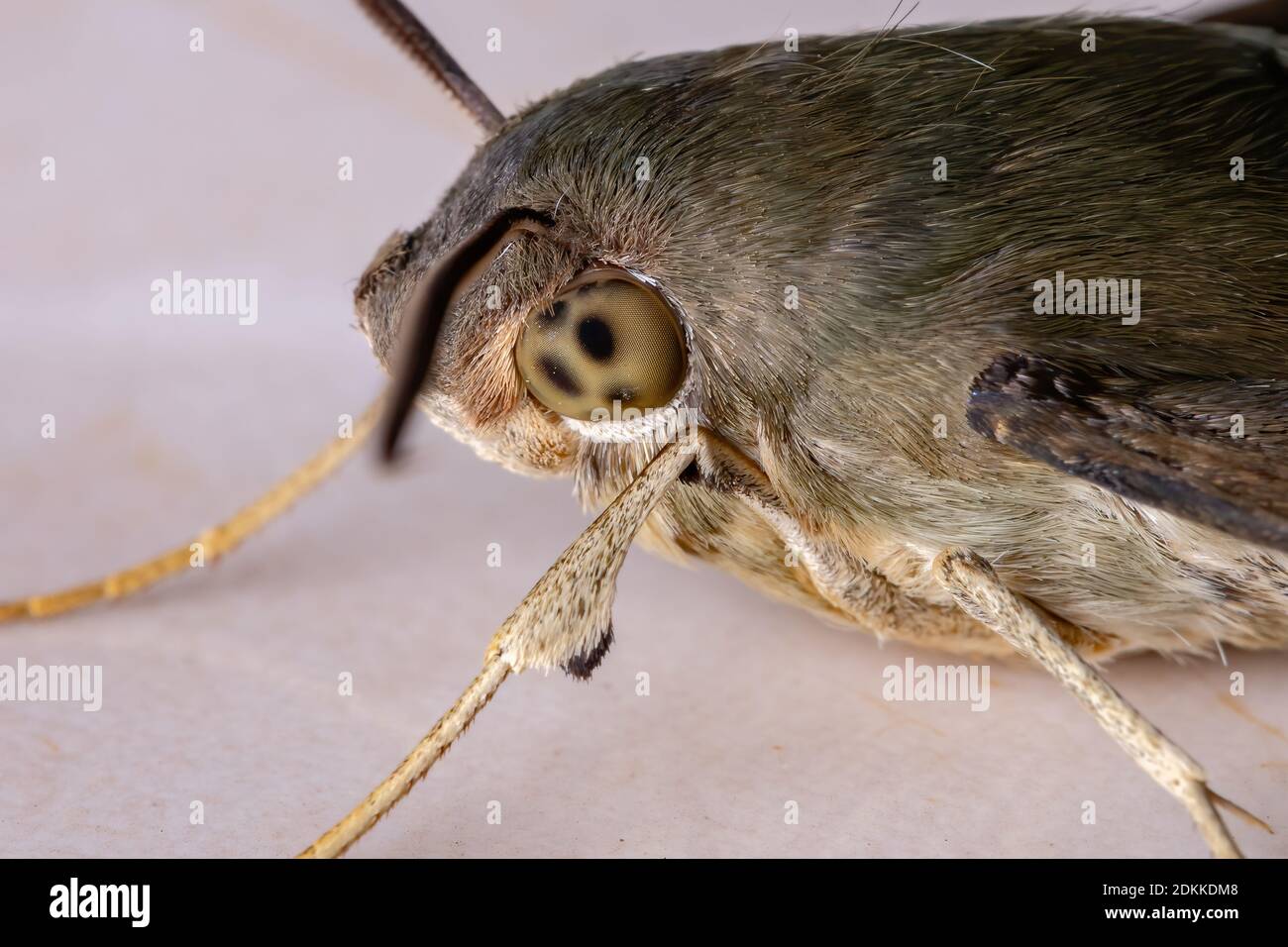 Titan Sphinx of the species Aellopos titan Stock Photo - Alamy