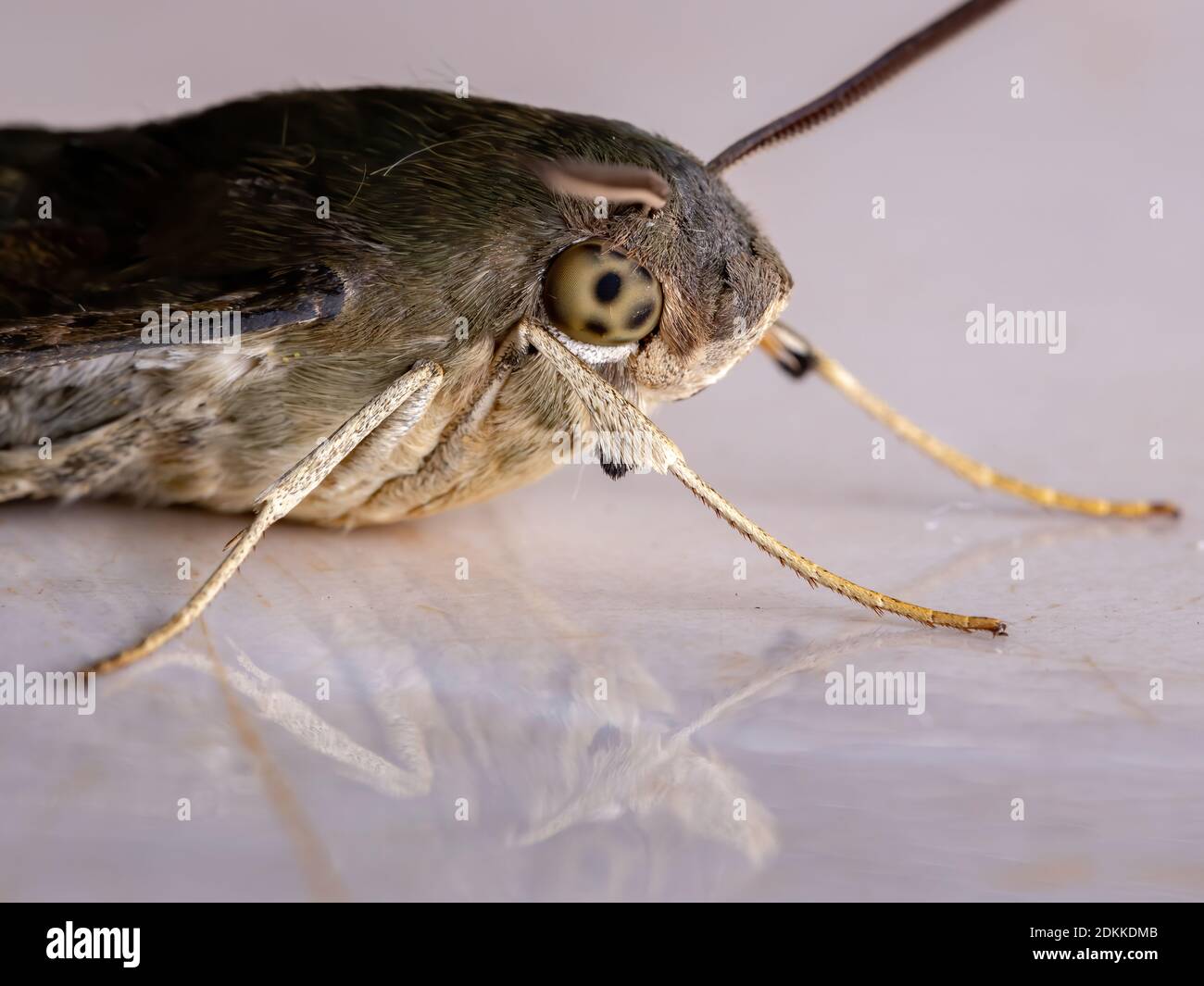 Titan Sphinx of the species Aellopos titan Stock Photo - Alamy