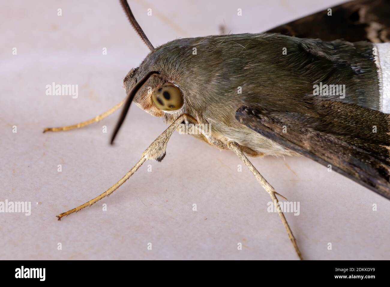 Titan Sphinx of the species Aellopos titan Stock Photo - Alamy