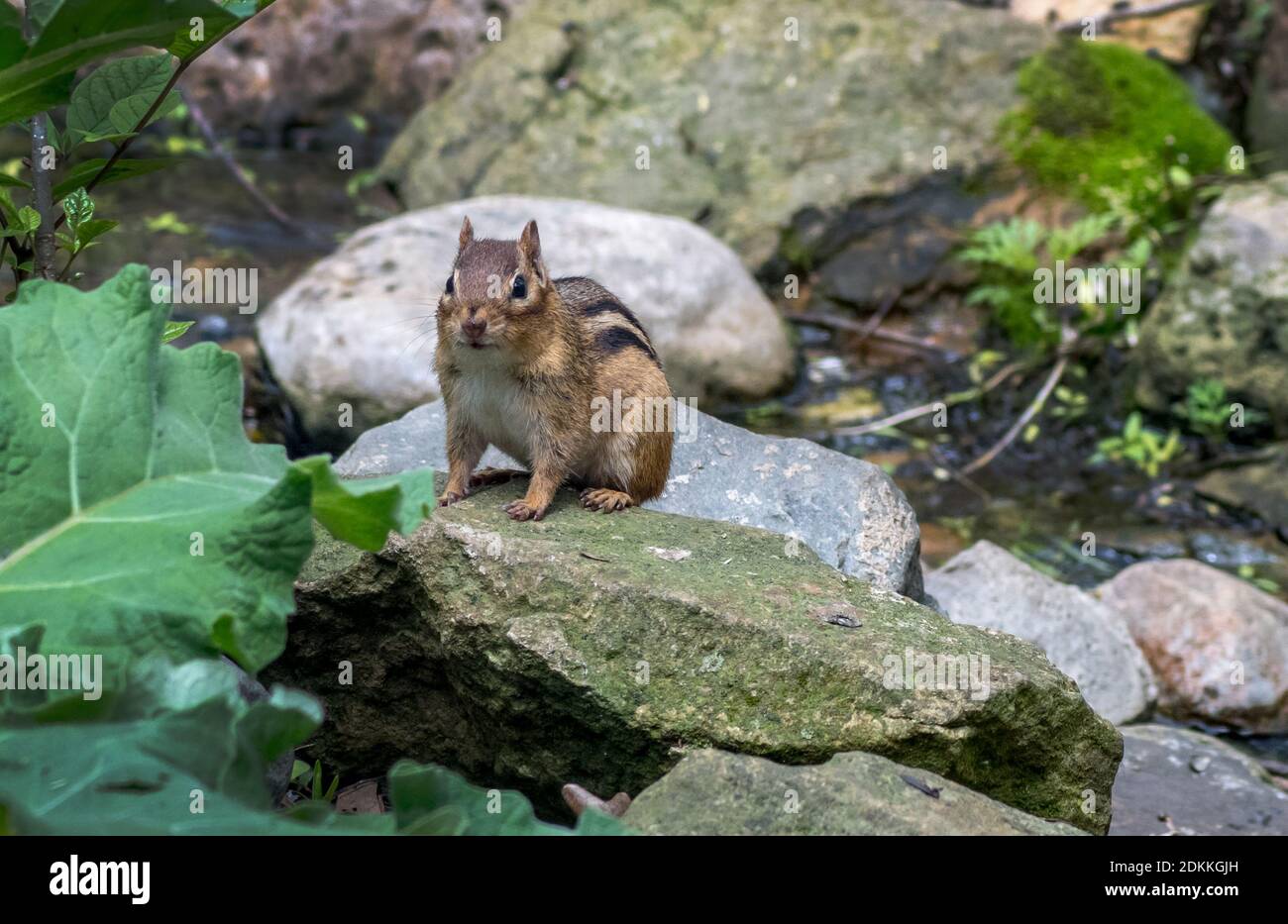 Watching For Danger High Resolution Stock Photography and Images - Alamy