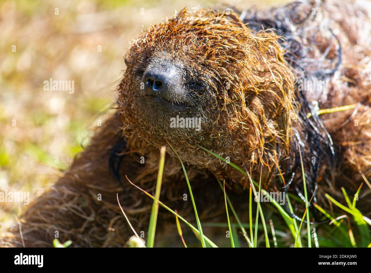Close-up on maned-sloth (Bradypus torquatus) face Stock Photo - Alamy