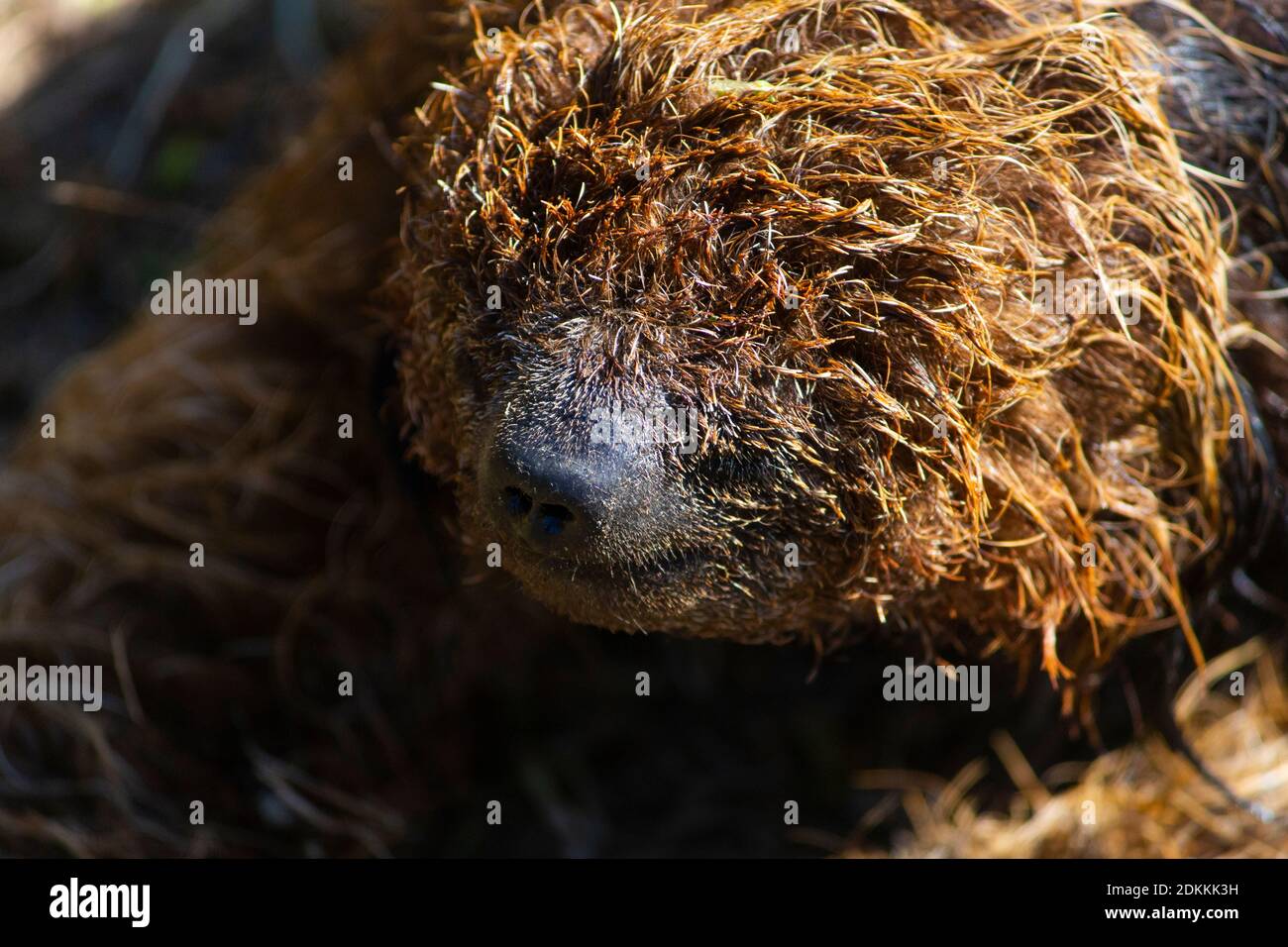 Maned sloth hi-res stock photography and images - Alamy