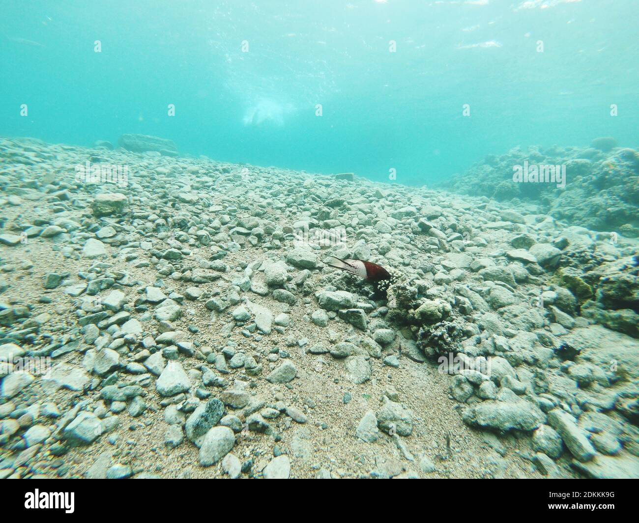 Fish Swimming In Sea Stock Photo - Alamy