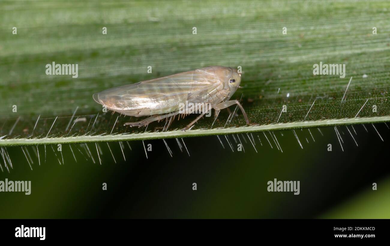 Typical Leafhopper of the Family Cicadellidae Stock Photo - Alamy