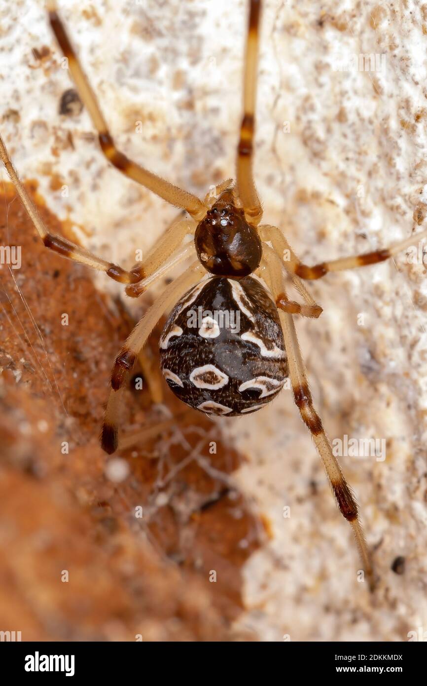 Brown Widow of the species Latrodectus geometricus Stock Photo - Alamy