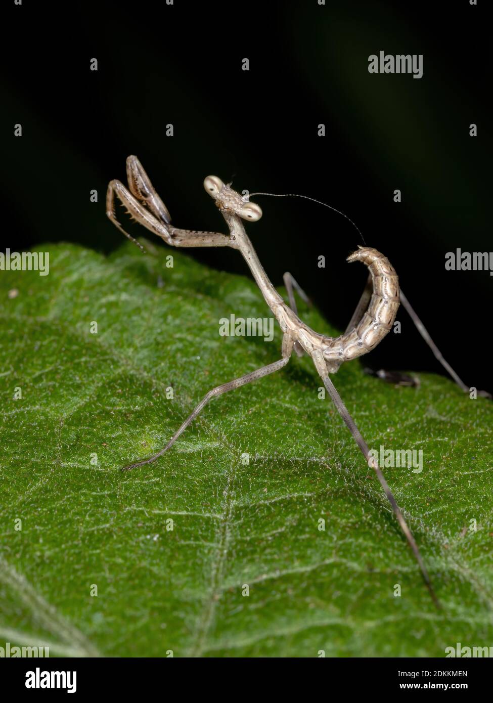 Family mantidae species hi-res stock photography and images - Alamy