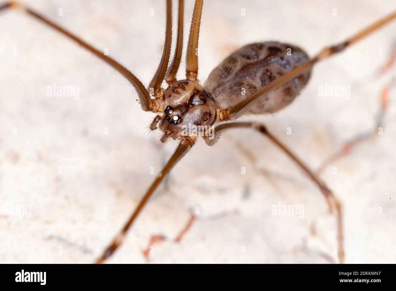 Cellar Spider of the Family Pholcidae Stock Photo - Alamy