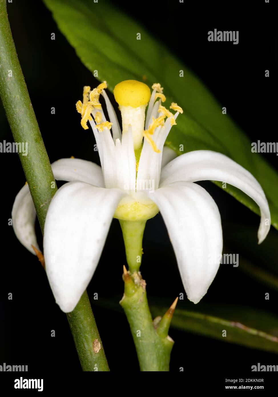 Lemon flower of the species Citrus limon Stock Photo - Alamy
