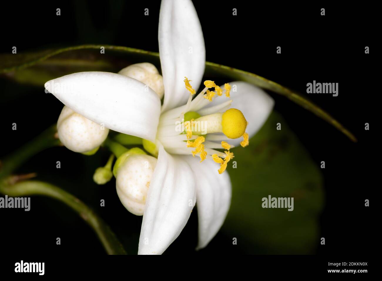 Lemon flower of the species Citrus limon Stock Photo - Alamy