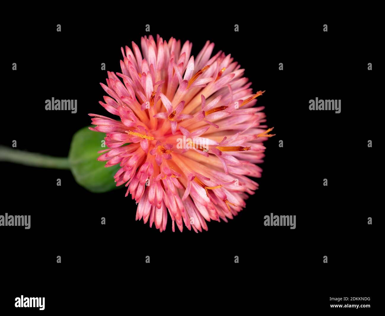 Red Tasselflower of the species Emilia fosbergii Stock Photo - Alamy