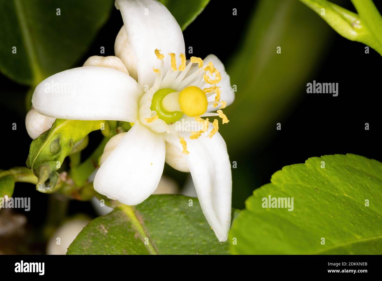 Lemon flower of the species Citrus limon Stock Photo - Alamy
