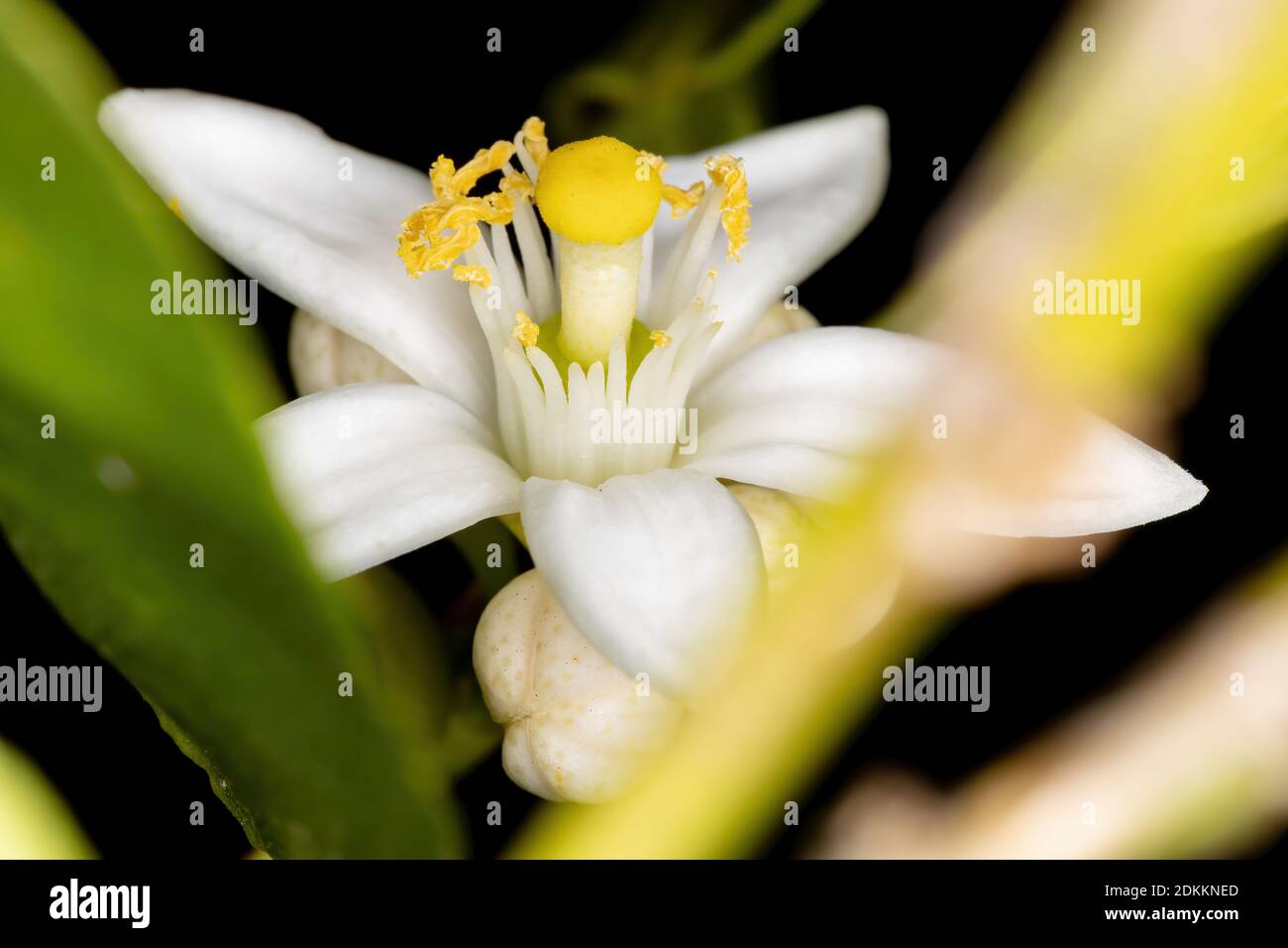 Lemon flower of the species Citrus limon Stock Photo - Alamy