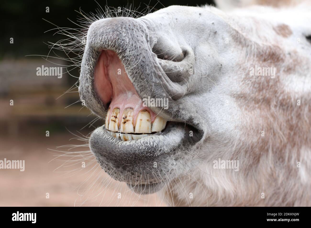 Donkey teeth hi-res stock photography and images - Alamy