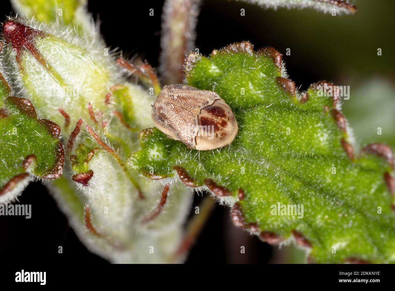 Warty leaf beetle hi-res stock photography and images - Alamy