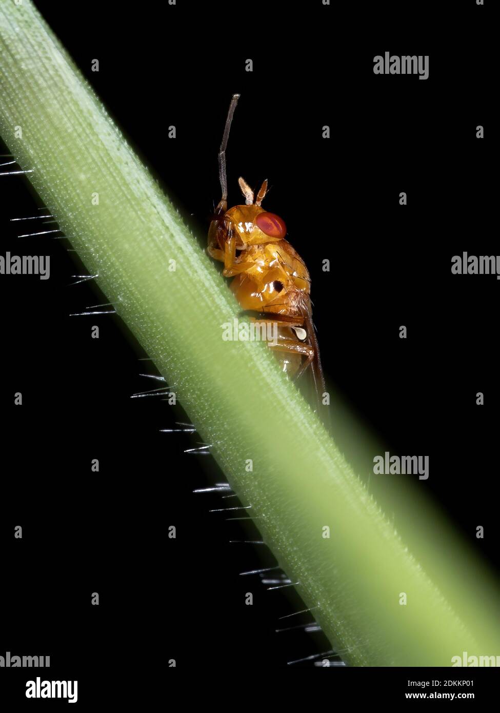 Lauxaniid Fly of the Family Lauxaniidae Stock Photo - Alamy